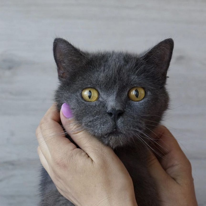 Кот метис британца шотландца