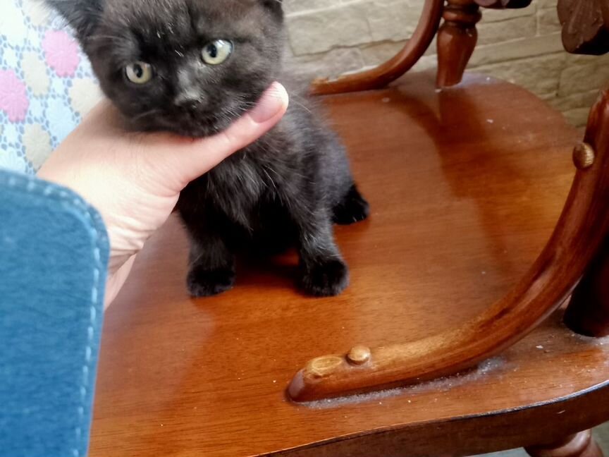 Котик мальчик остался на улице может кому надо