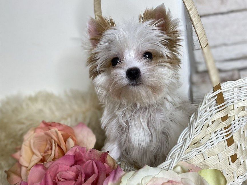 Мини девочка