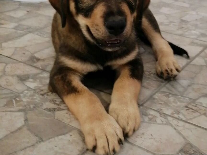 Метис в добрые руки