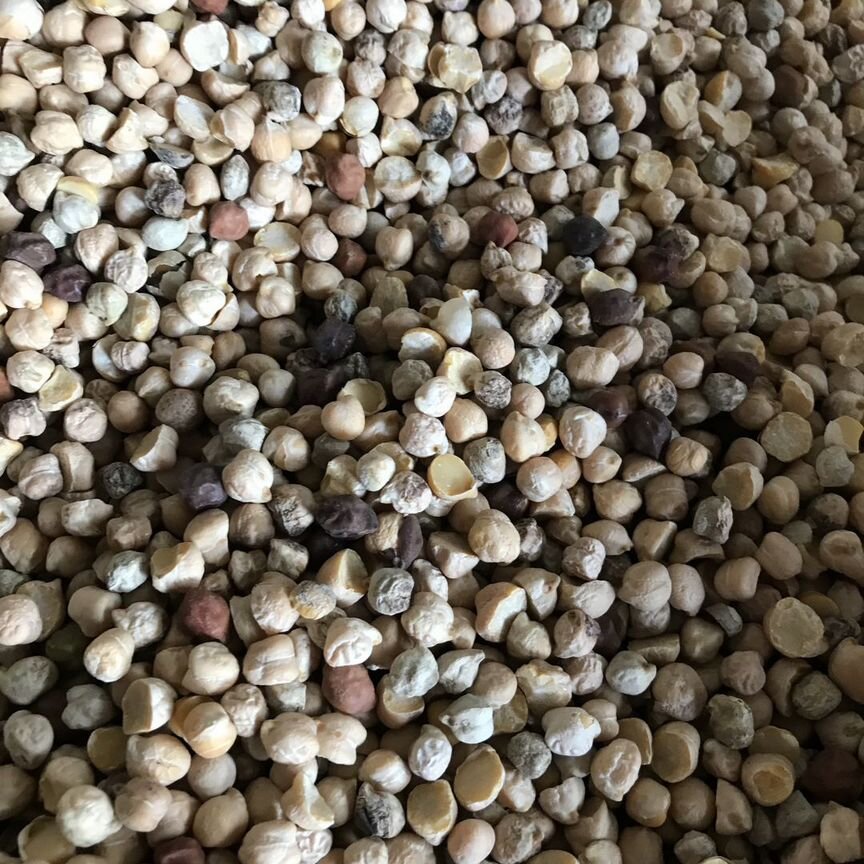 Отходы нута 100т