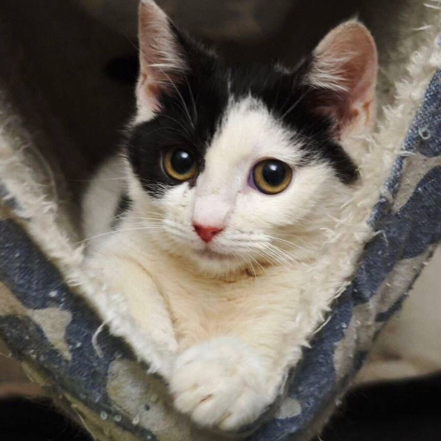 Кошка ищет маму