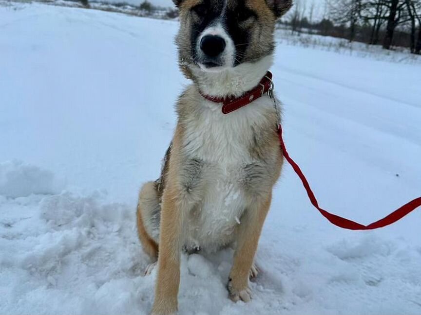 Собака