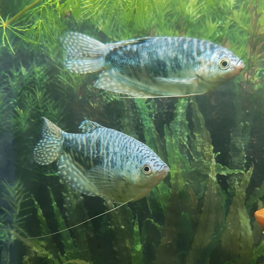 Гурами мраморный голубой