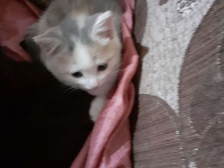 Кошка(трёхшёрстная)