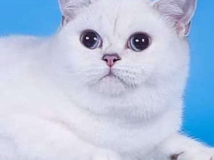 Британские колоры,голубоглазые кошки в разведение