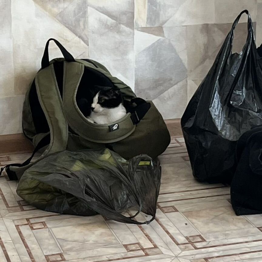 Котёнок в добрые руки