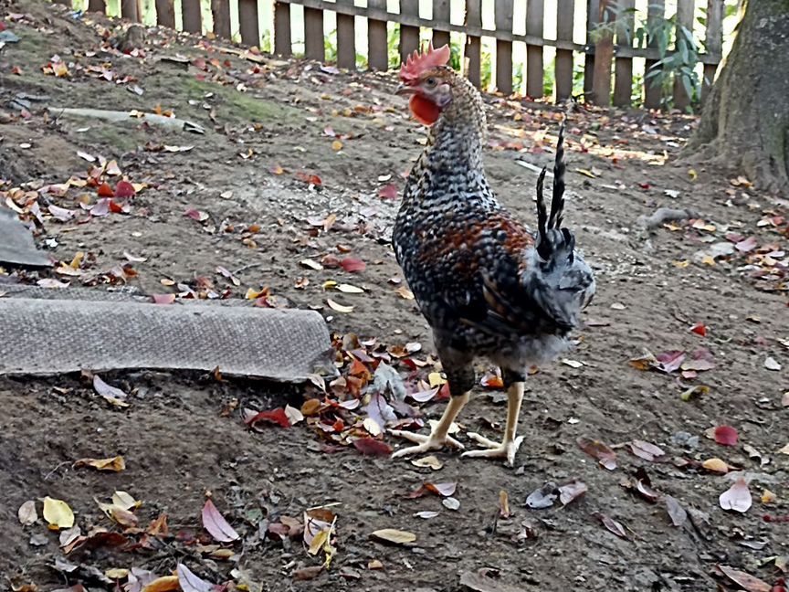 Петушки доминант