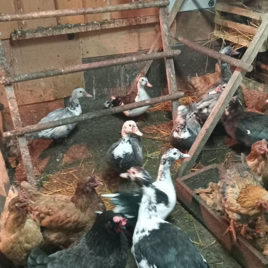 Продам мускусная утка тяжёлая линия