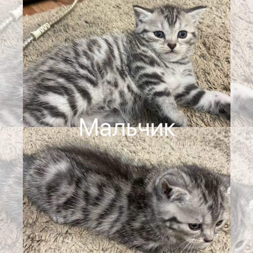 Шотландский красавчик