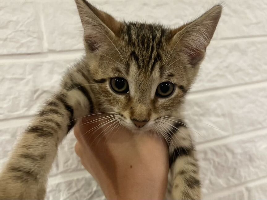 Кошка бенгальская