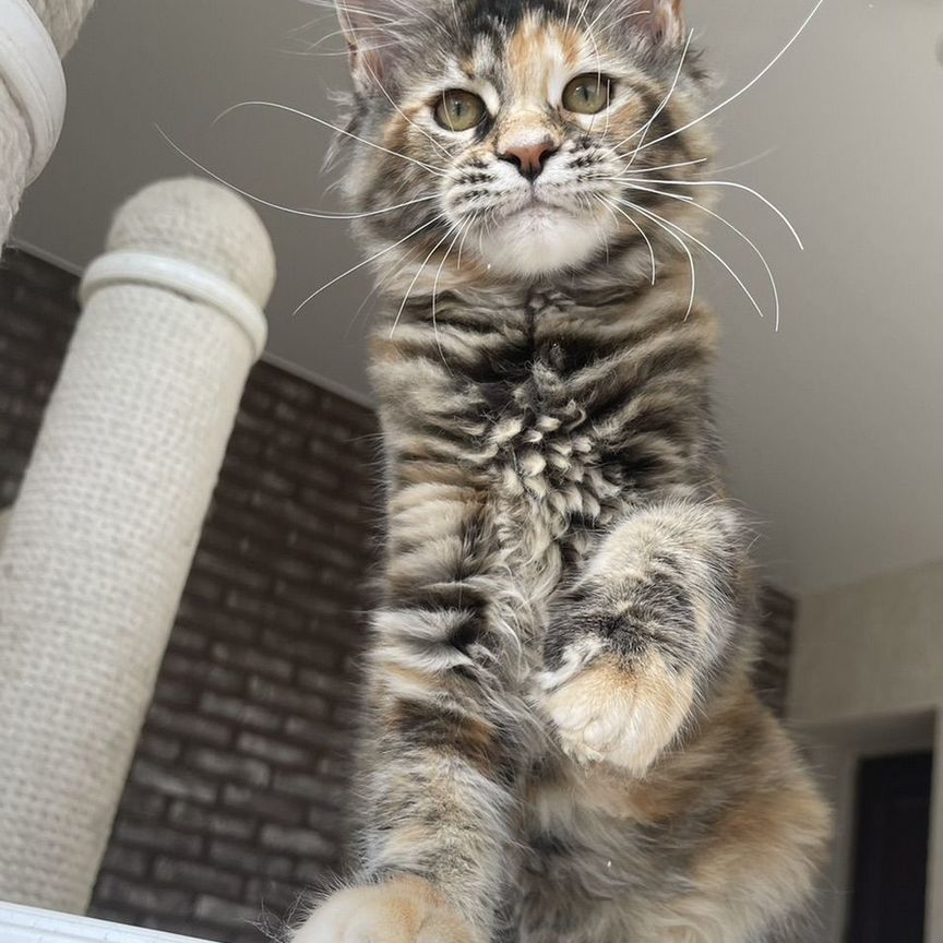 Котята мейкун