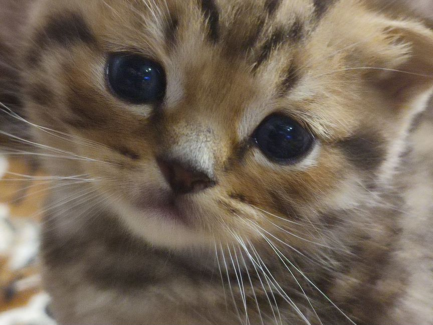 Готовятся к продаже шотландские котята