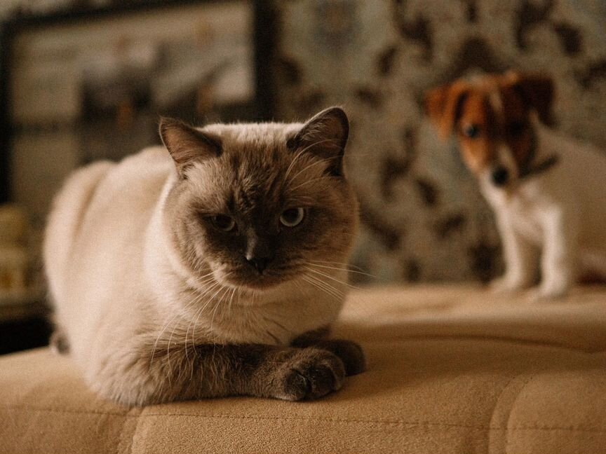 Отдам кота в добрые руки