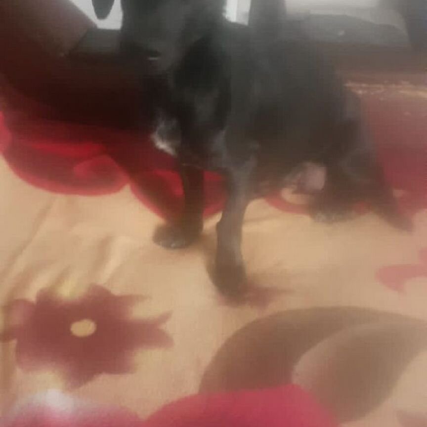 Щенки Мини таксы цена ваша