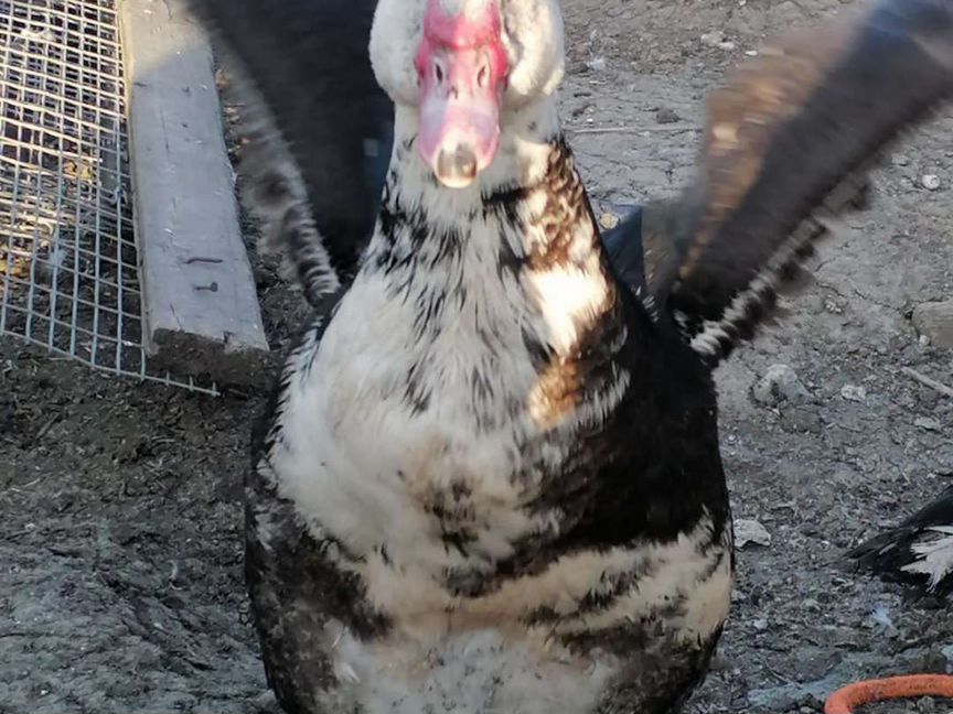 Селезень индоутки