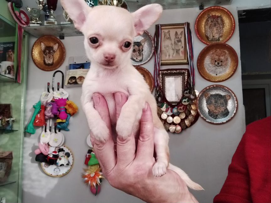 Клопик с ладошку
