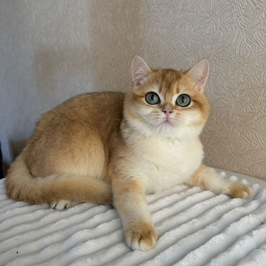 Прекрасный британский мальчик