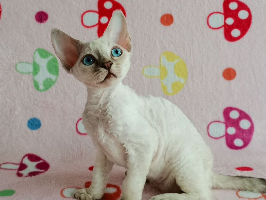 Котенок девон-рекс девочка