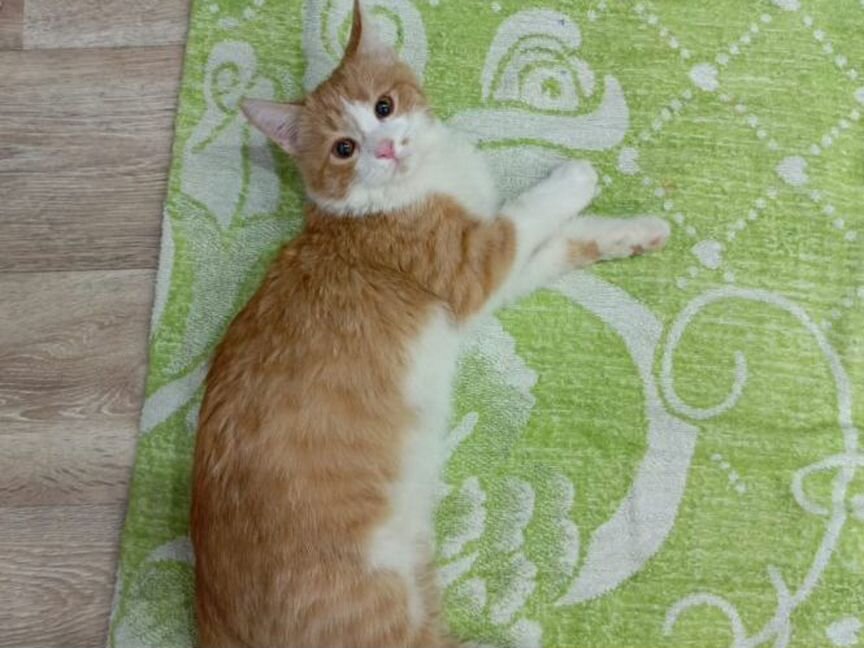 Кошка
