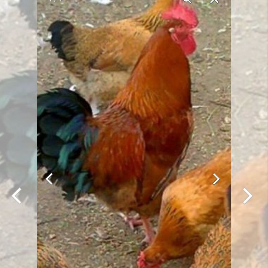 Петух породы кучинский юбилейный