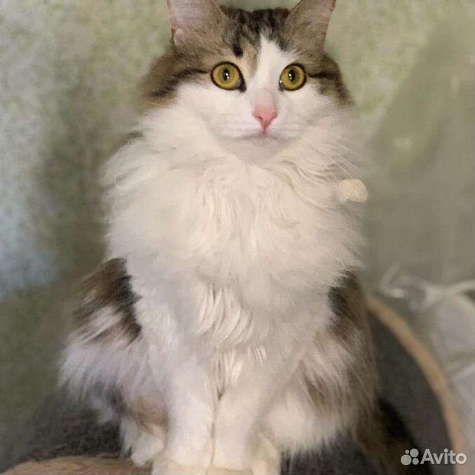 Красотка Кассандра