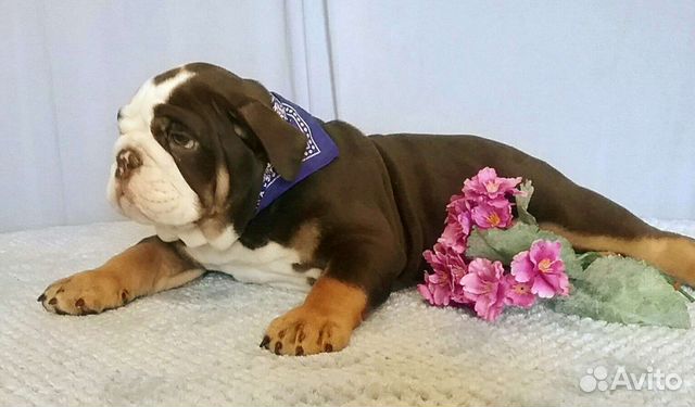 Шоколадный принц