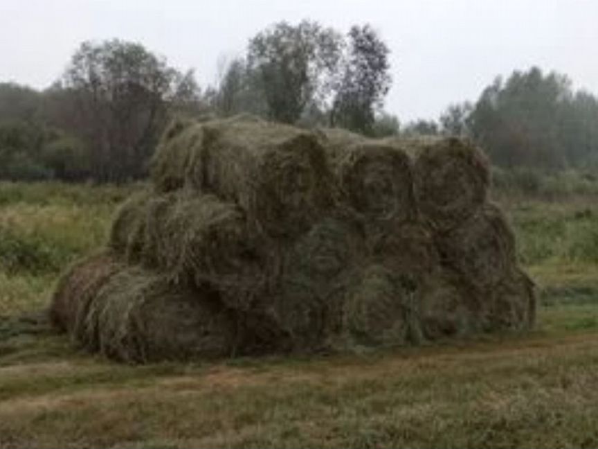 Сено в рулонах