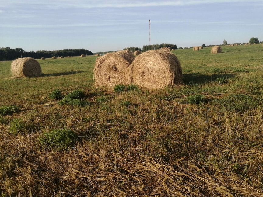 Сено в рулонах
