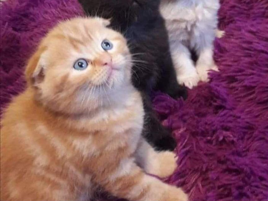 Безпородные вислоухие котята / бесплатно