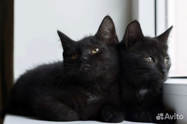 Котята в добрые руки 2 месяца