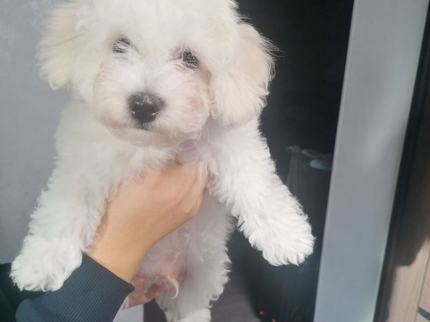 Щенок бишон фрище