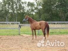 Мерин в дар