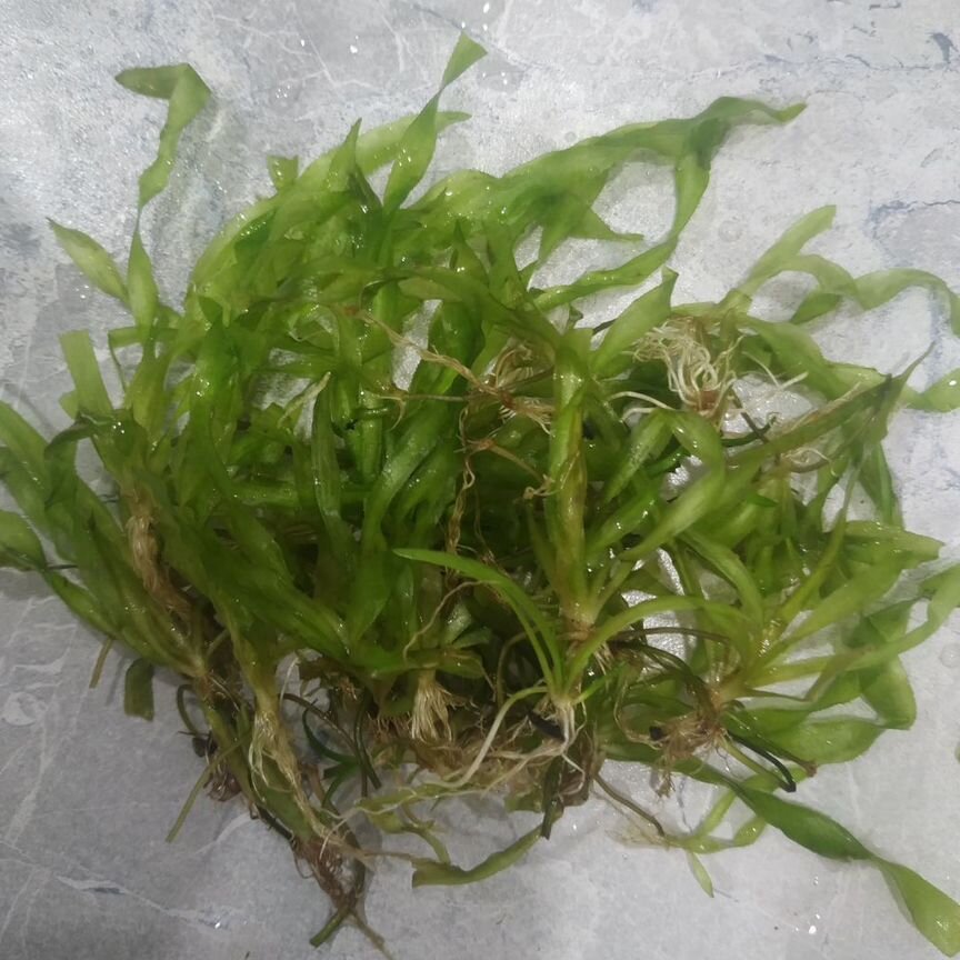 Аквариумное растение