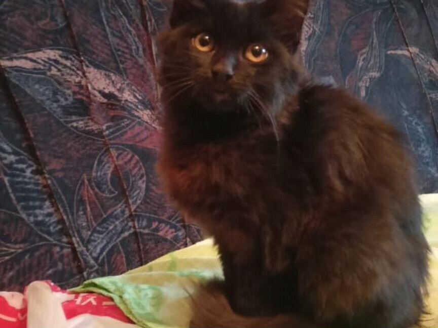 Черный пушистый котенок