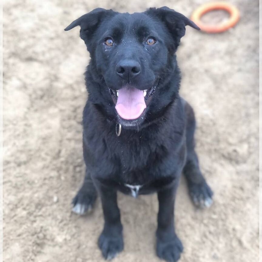 Щенок в добрые руки