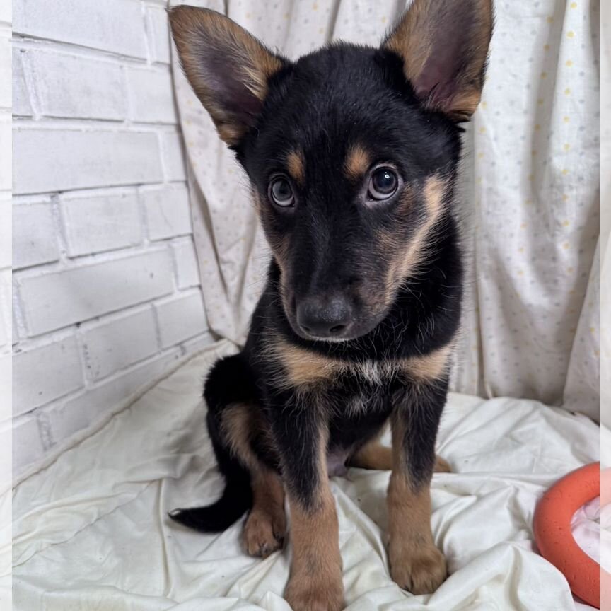 Щенок в добрые руки