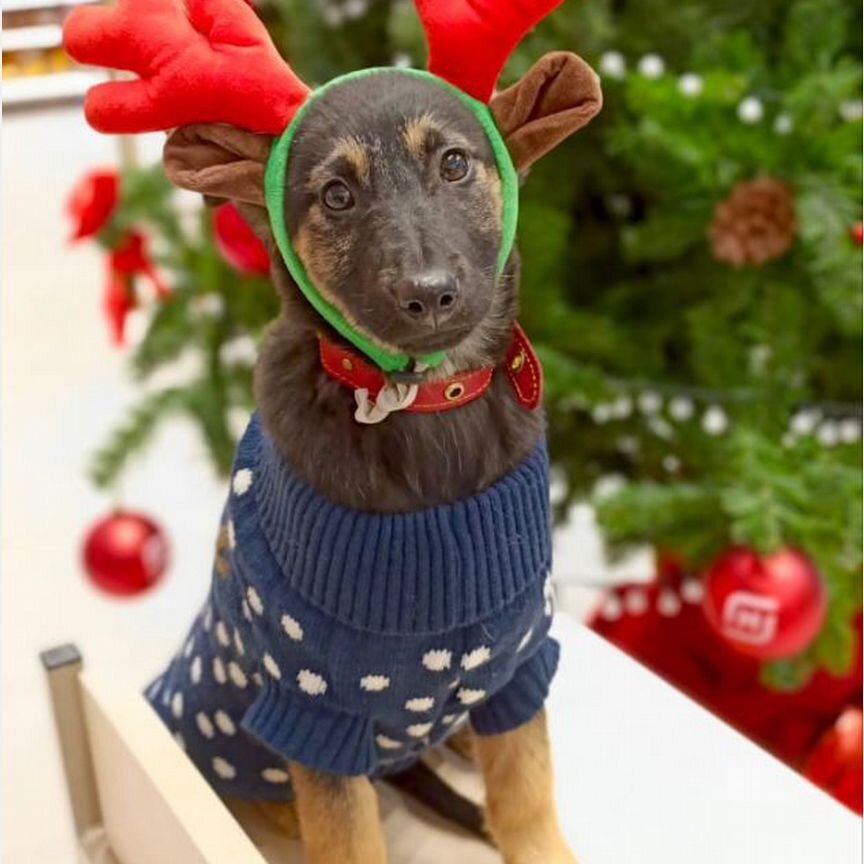 Щенок в добрые руки