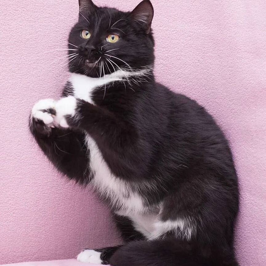 Йенифер из холодного заброшенного гаража. Приютите