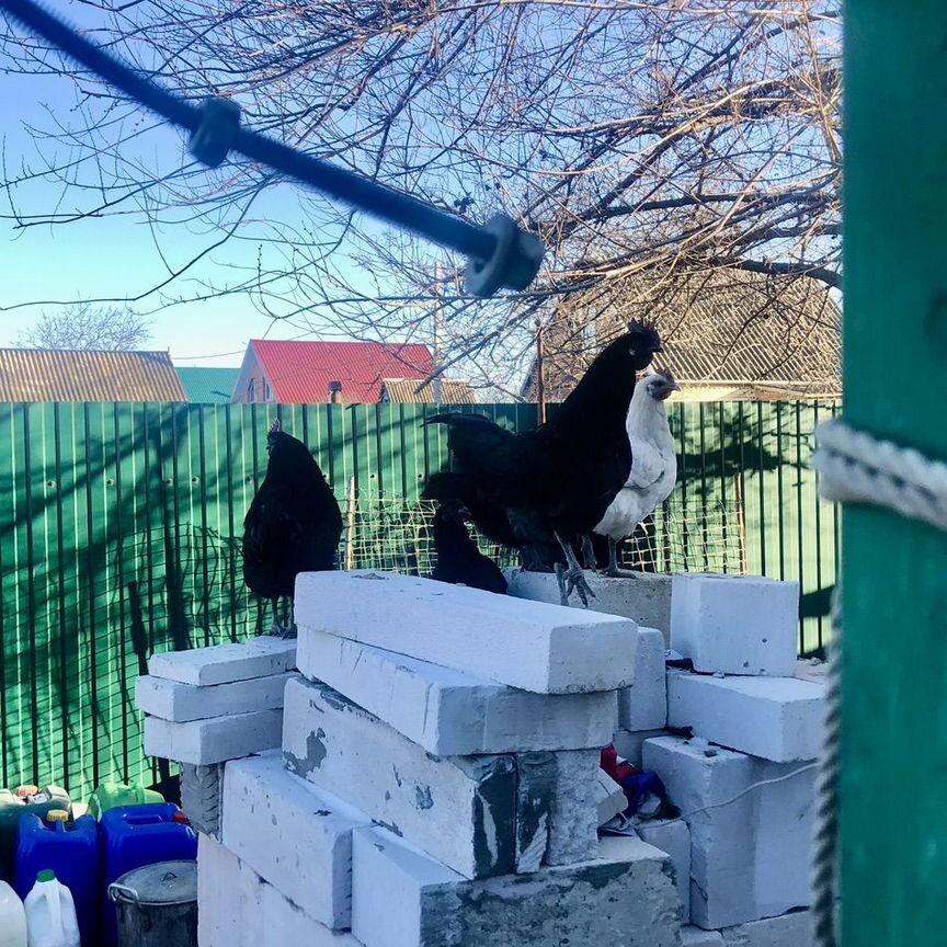 Петушки черные ухейилюй