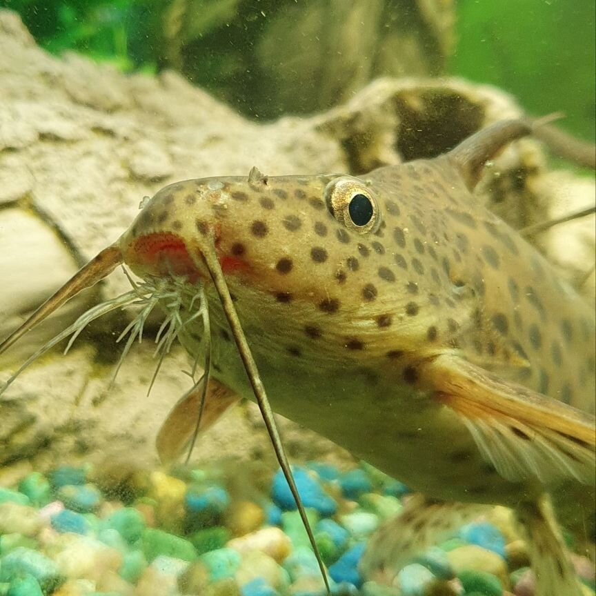 Аквариумная рыба