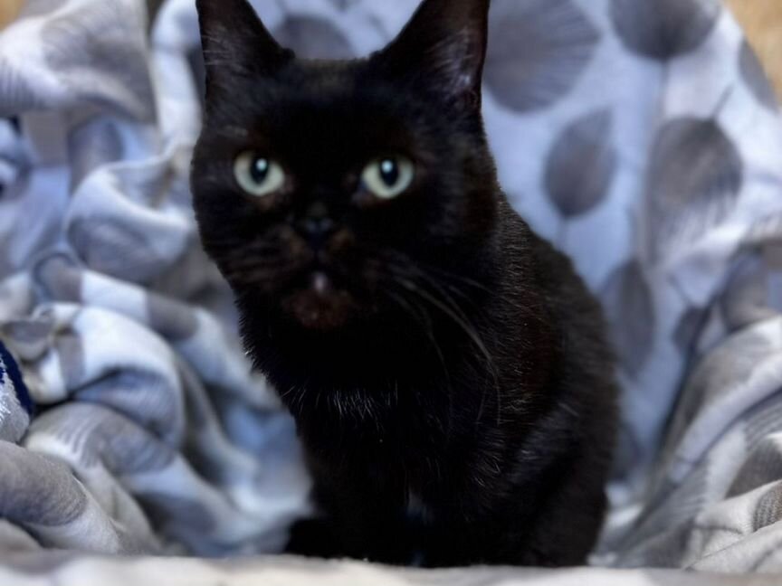 Чёрная магическая молодая кошка ищет дом бесплатно