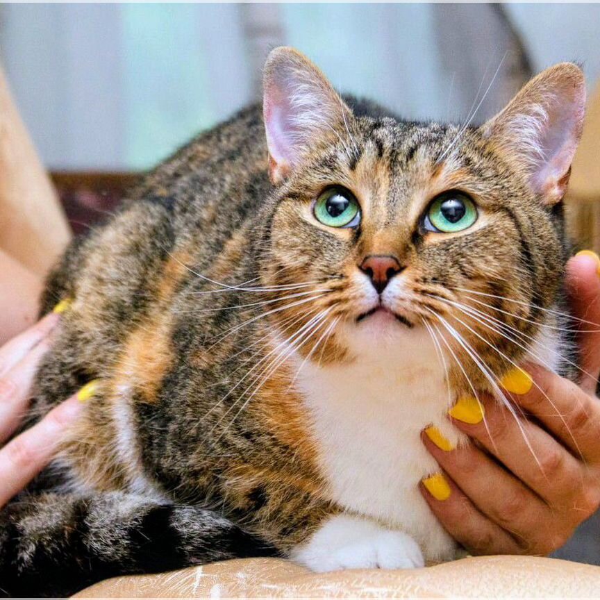 Европейская короткошёрстная, взрослая кошка