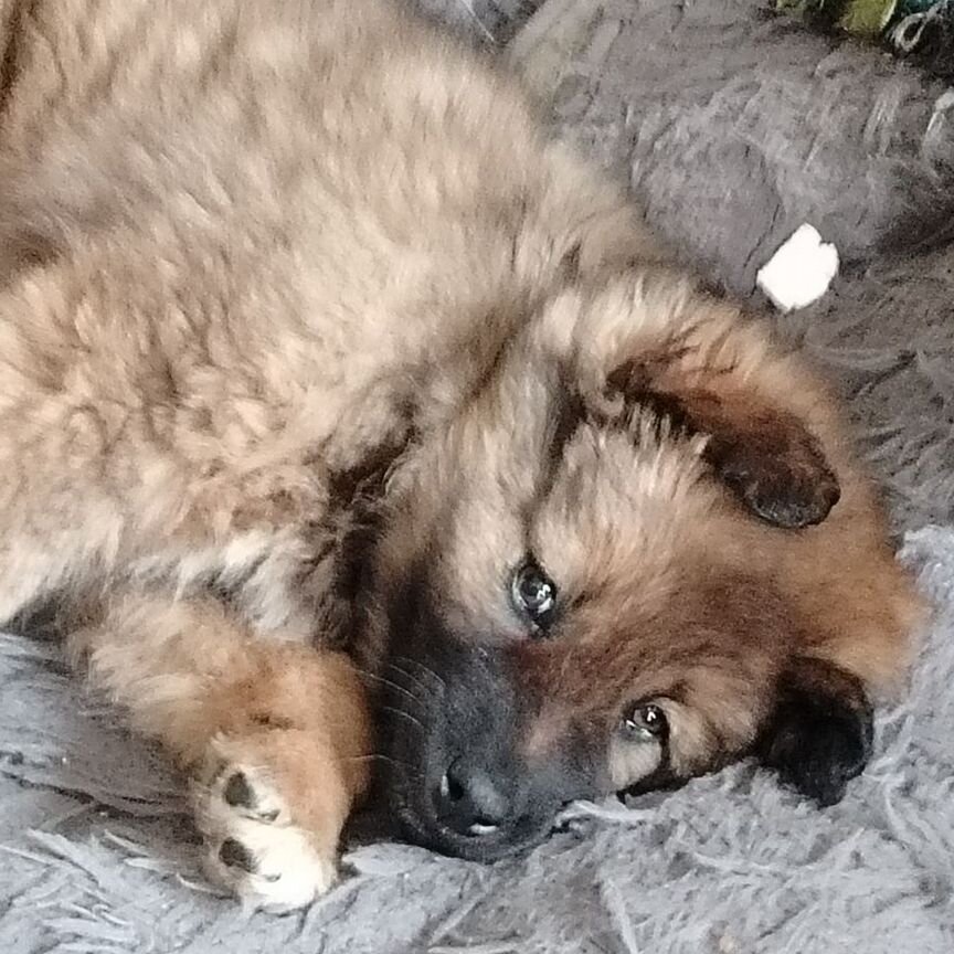 Щенок в добрые руки