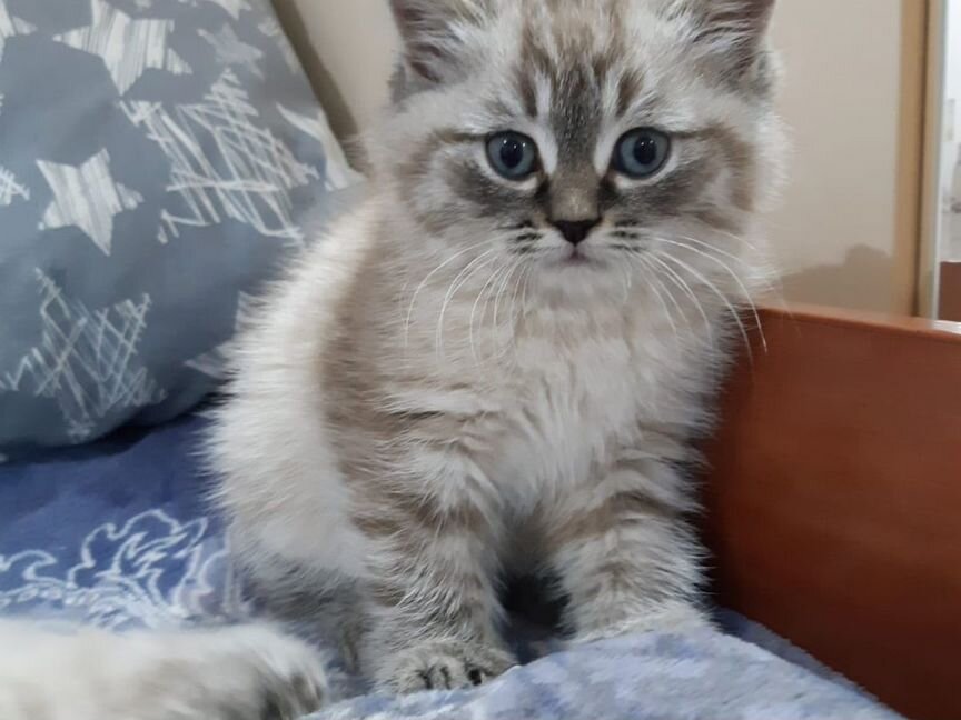 Котята в добрые руки даром