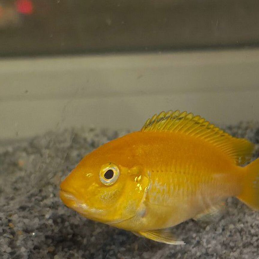 Лабидохромис еллоу цихлиды