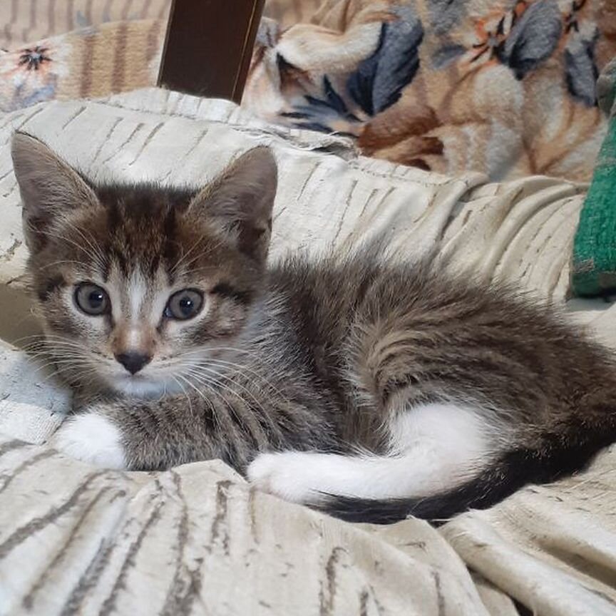 Котёнок в добрые руки