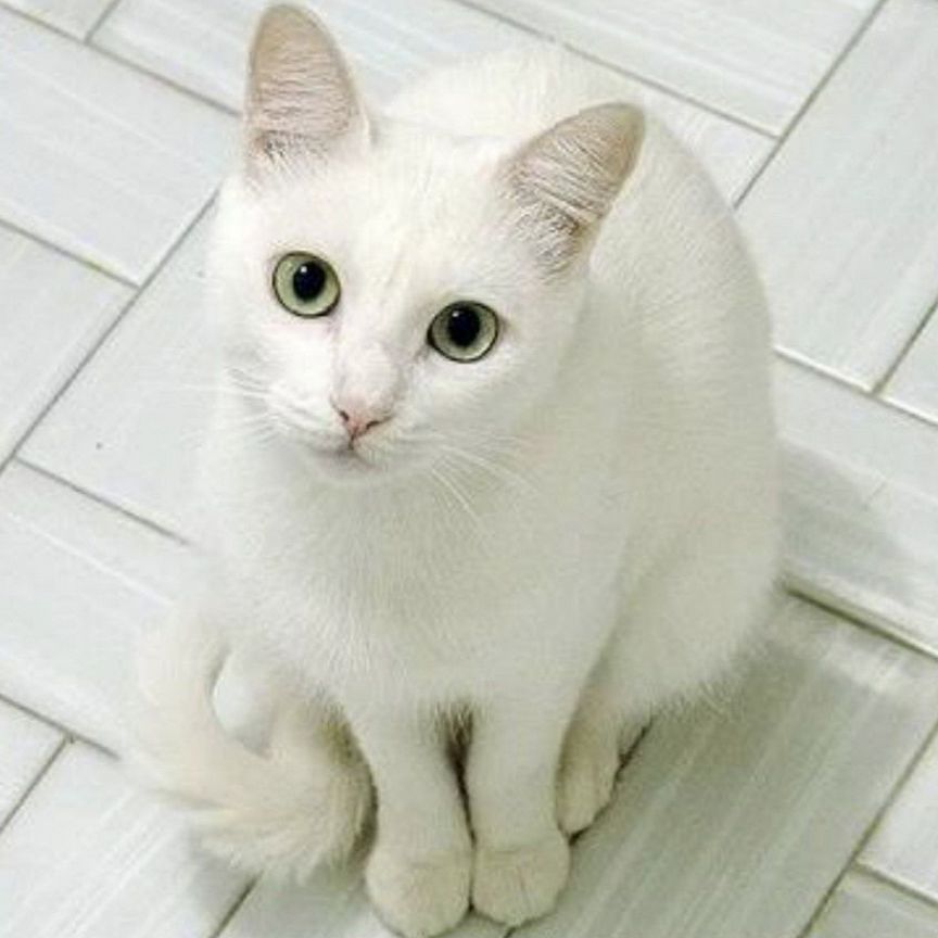 Взрослая, Девочка кошка в добрые руки