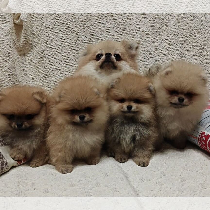 Померанский шпиц, щенок