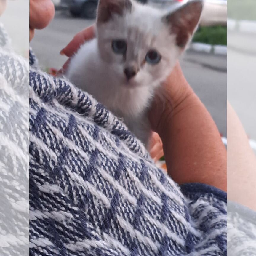 Котик в добрые руки